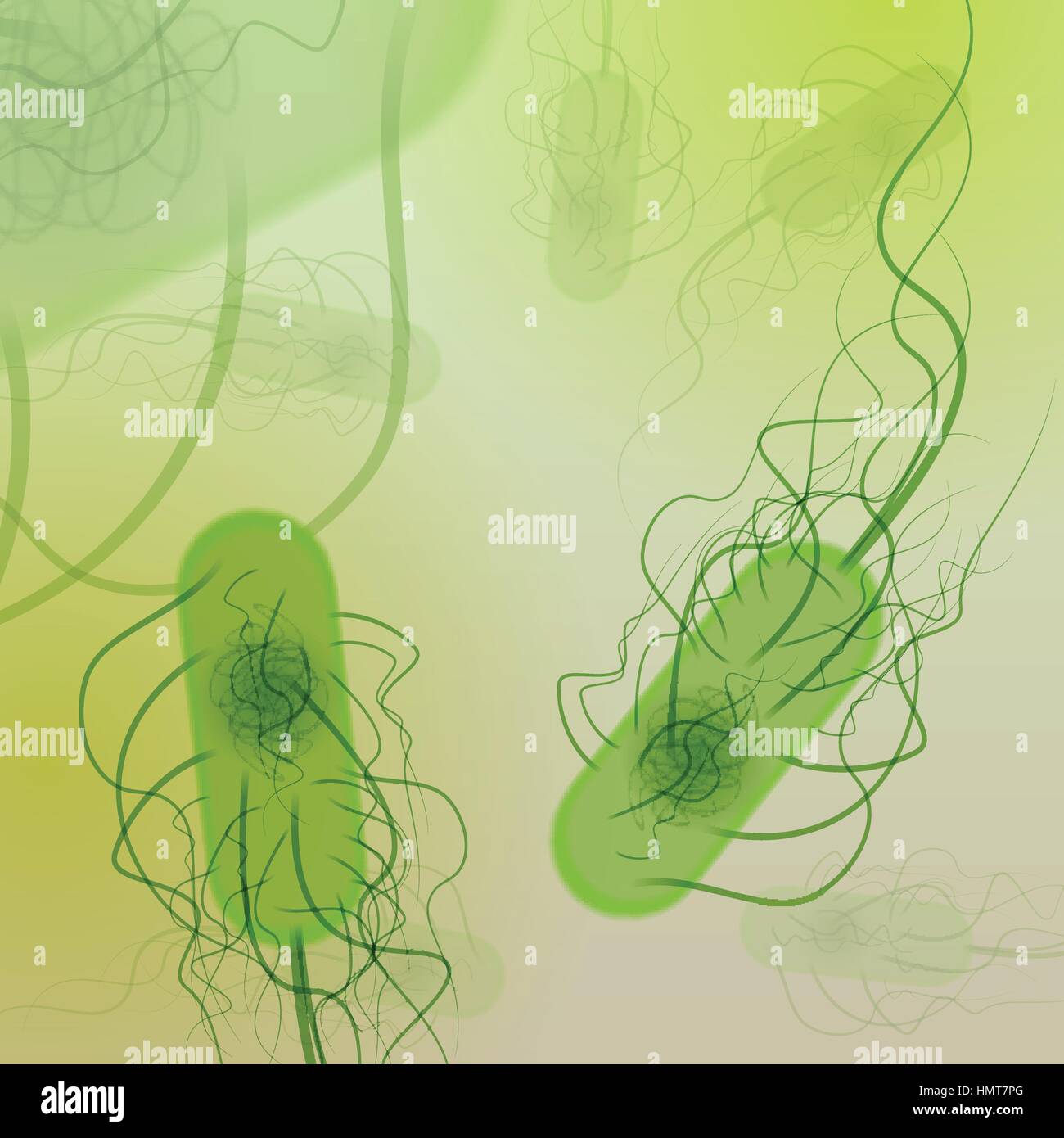 Group of E. coli Bacteria - Vector Illustration Stock Vector Image ...