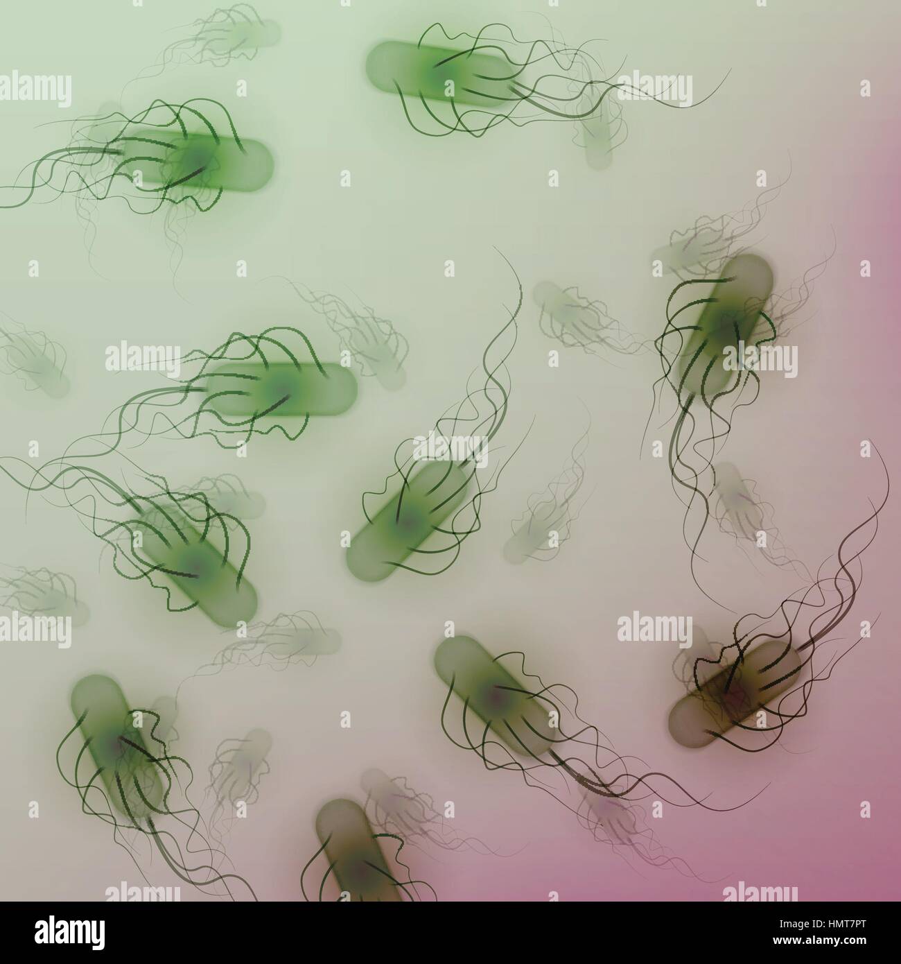 Group of E. coli Bacteria - Vector Illustration Stock Vector Image ...