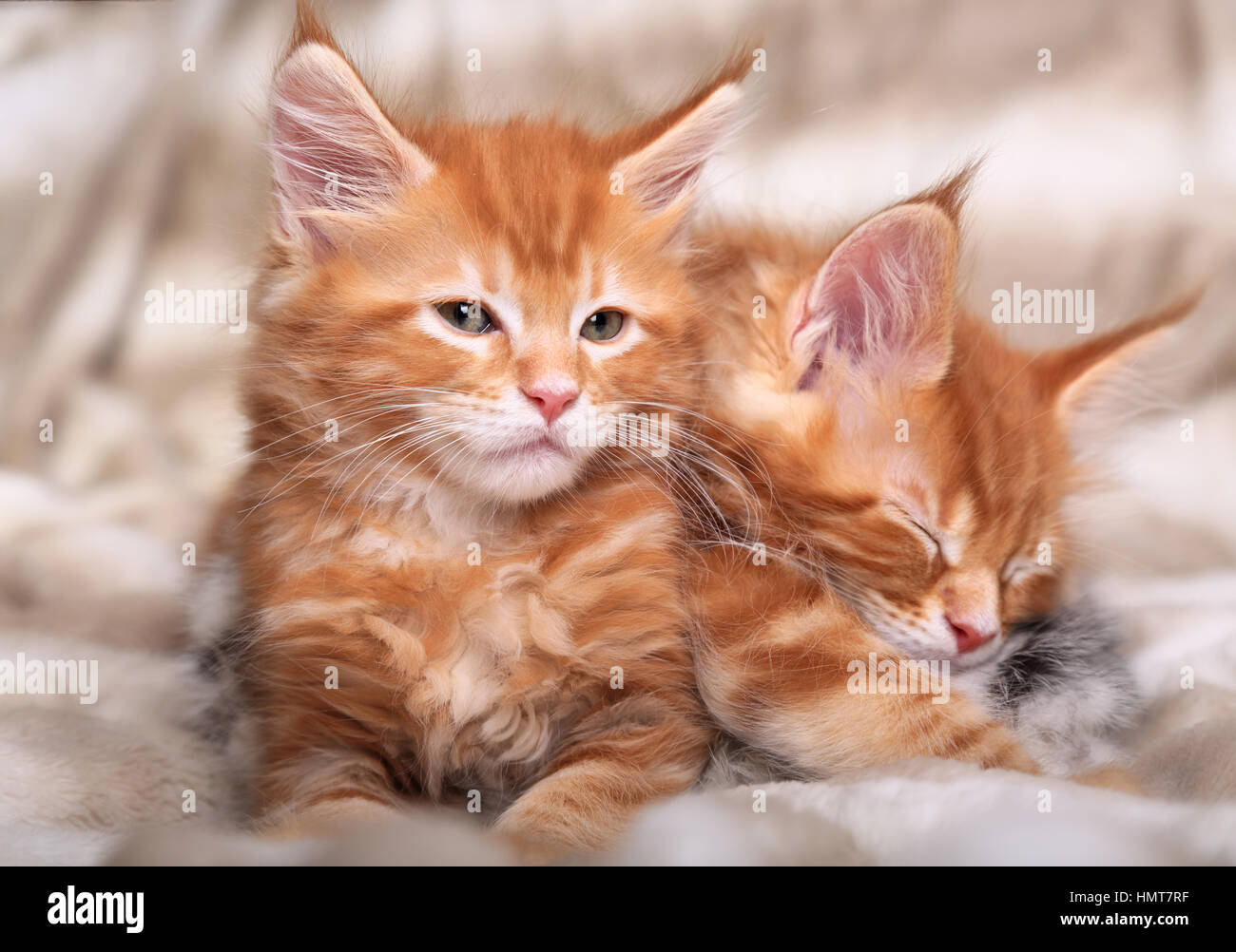 Two beautiful red solid maine coon kittens covered in warm blanket and ...