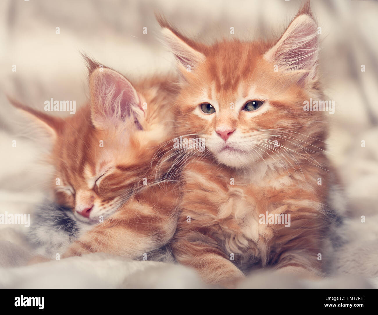 Two beautiful red solid maine coon kittens covered in warm blanket and ...