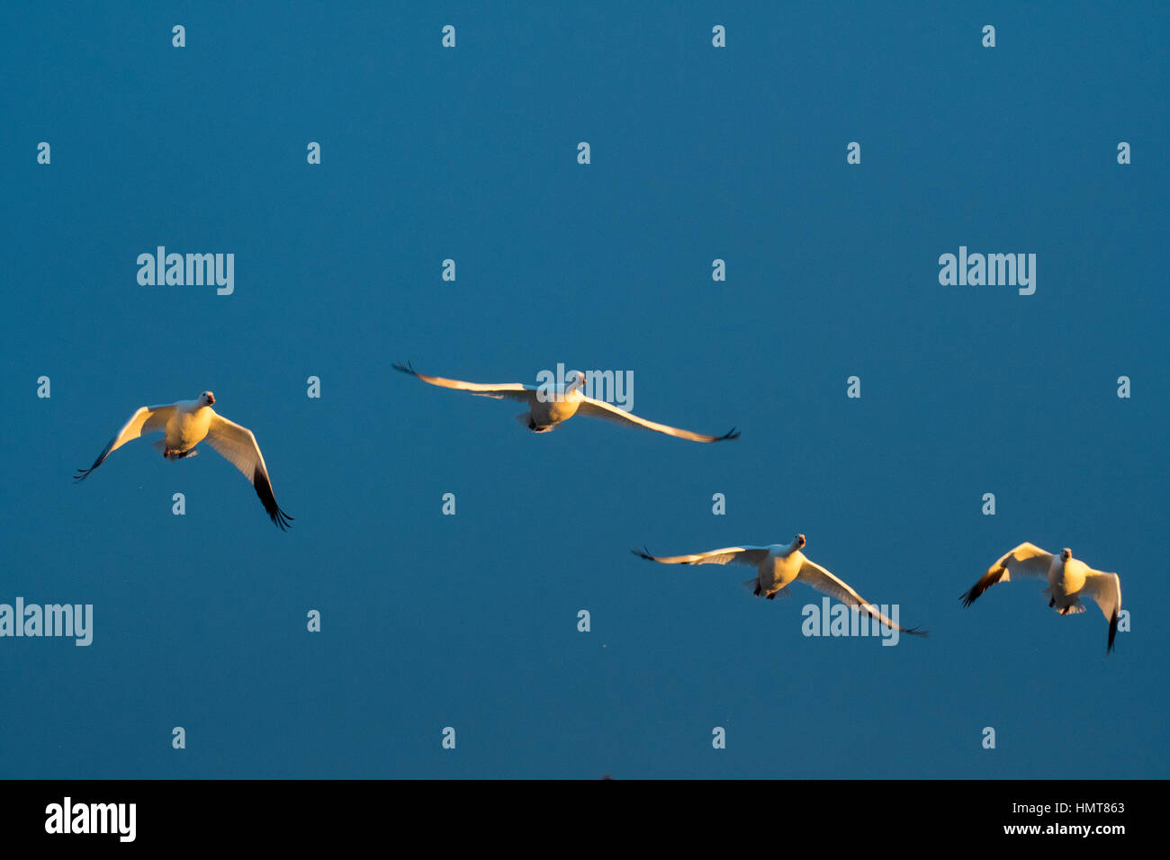 Flying Snow Geese Stock Photo - Alamy