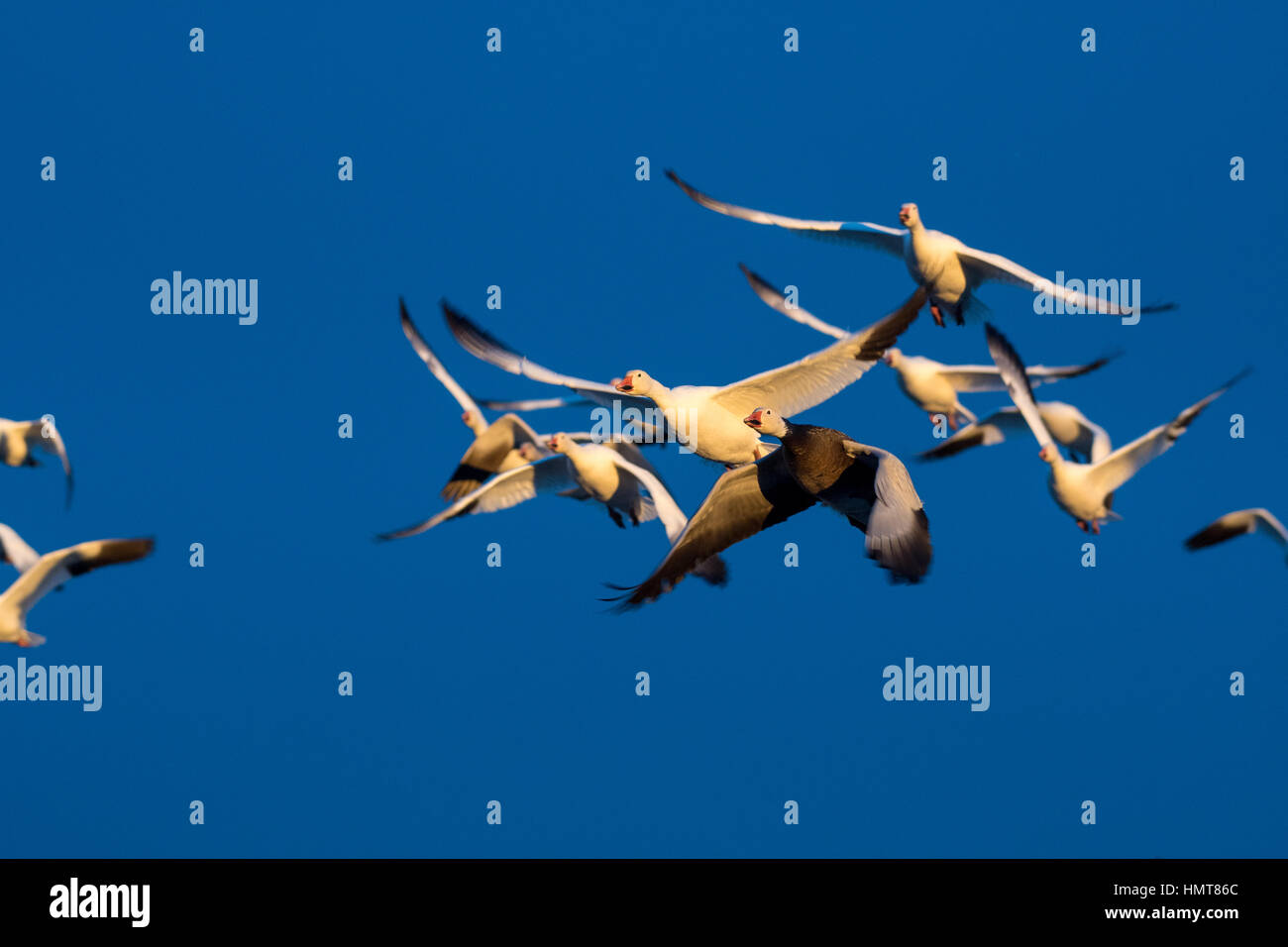 Flying Snow Geese Stock Photo - Alamy