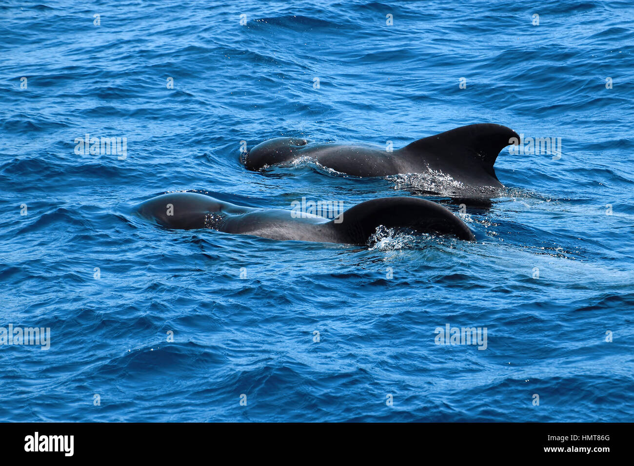Whale watching at the coast of Tenerife, Canary Islands Spain Stock ...