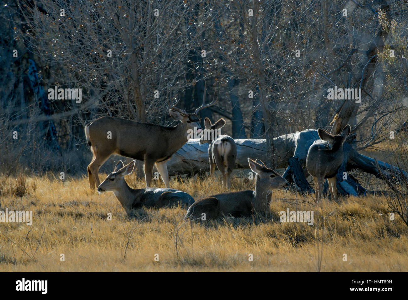 Small herd of Rocky Mountain Mule Deer. Bosque del Apache National ...