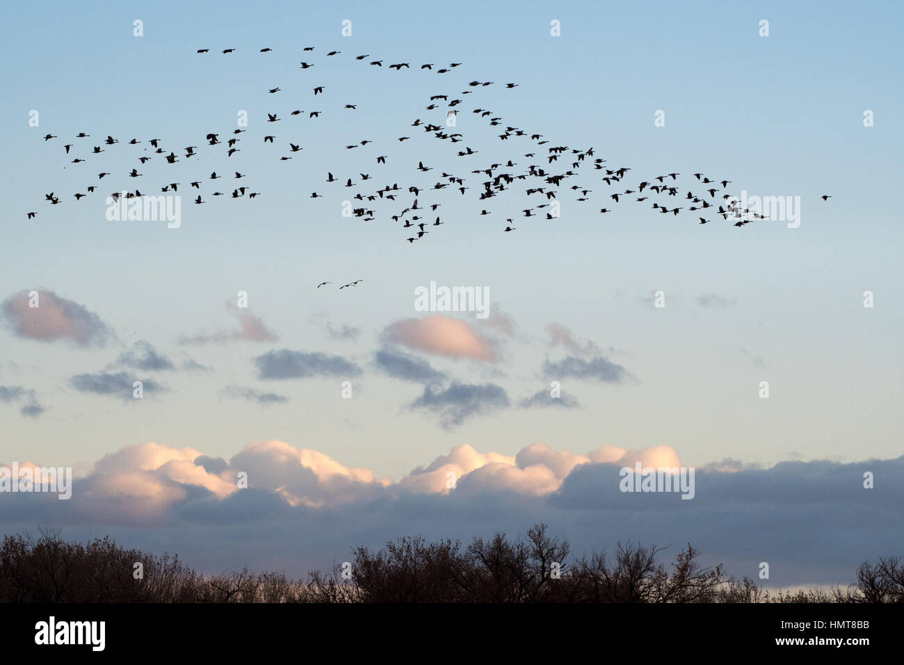 Canada Geese, (Branta canadensis), Bosque del Apache National Wildlife ...