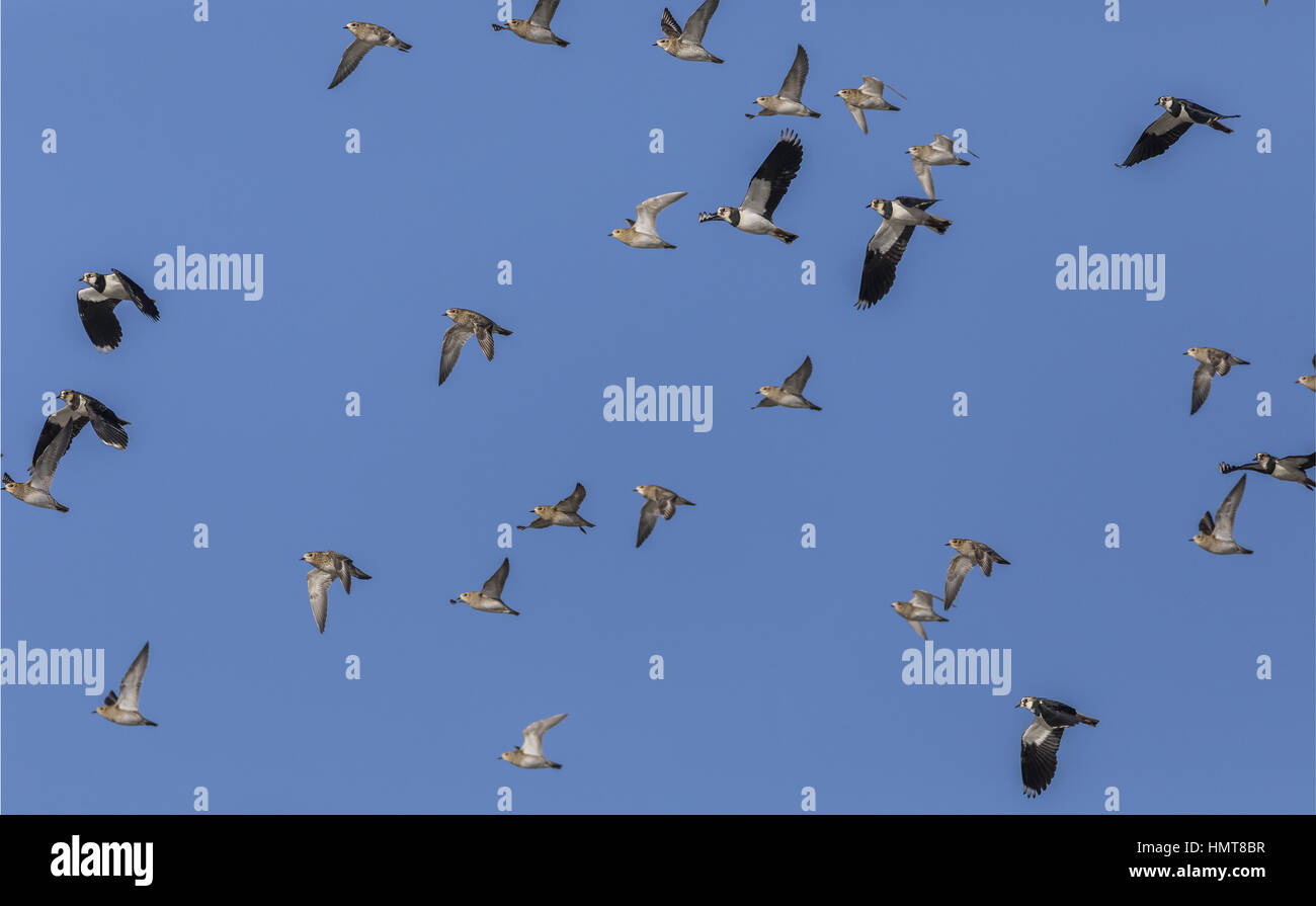 Golden plovers hi-res stock photography and images - Alamy