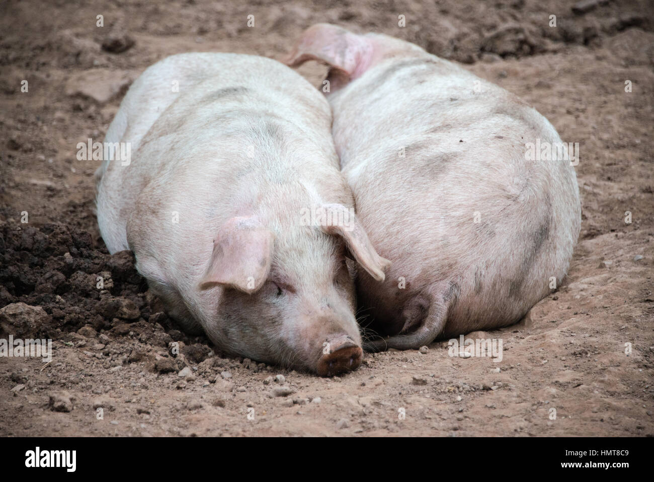 Side view of a pig hi-res stock photography and images - Alamy