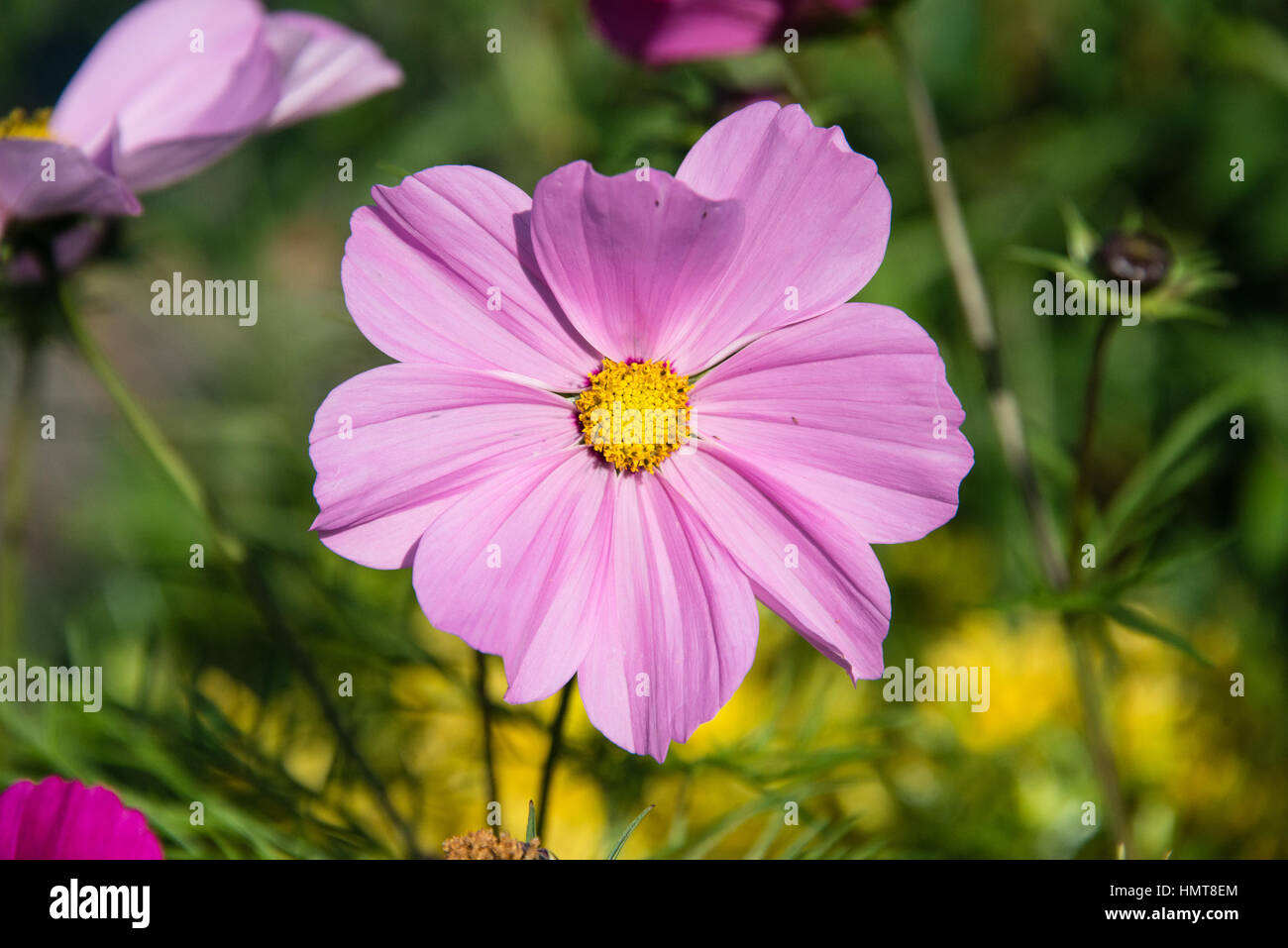 Variety of pink Cosmos in a garden Stock Photo - Alamy