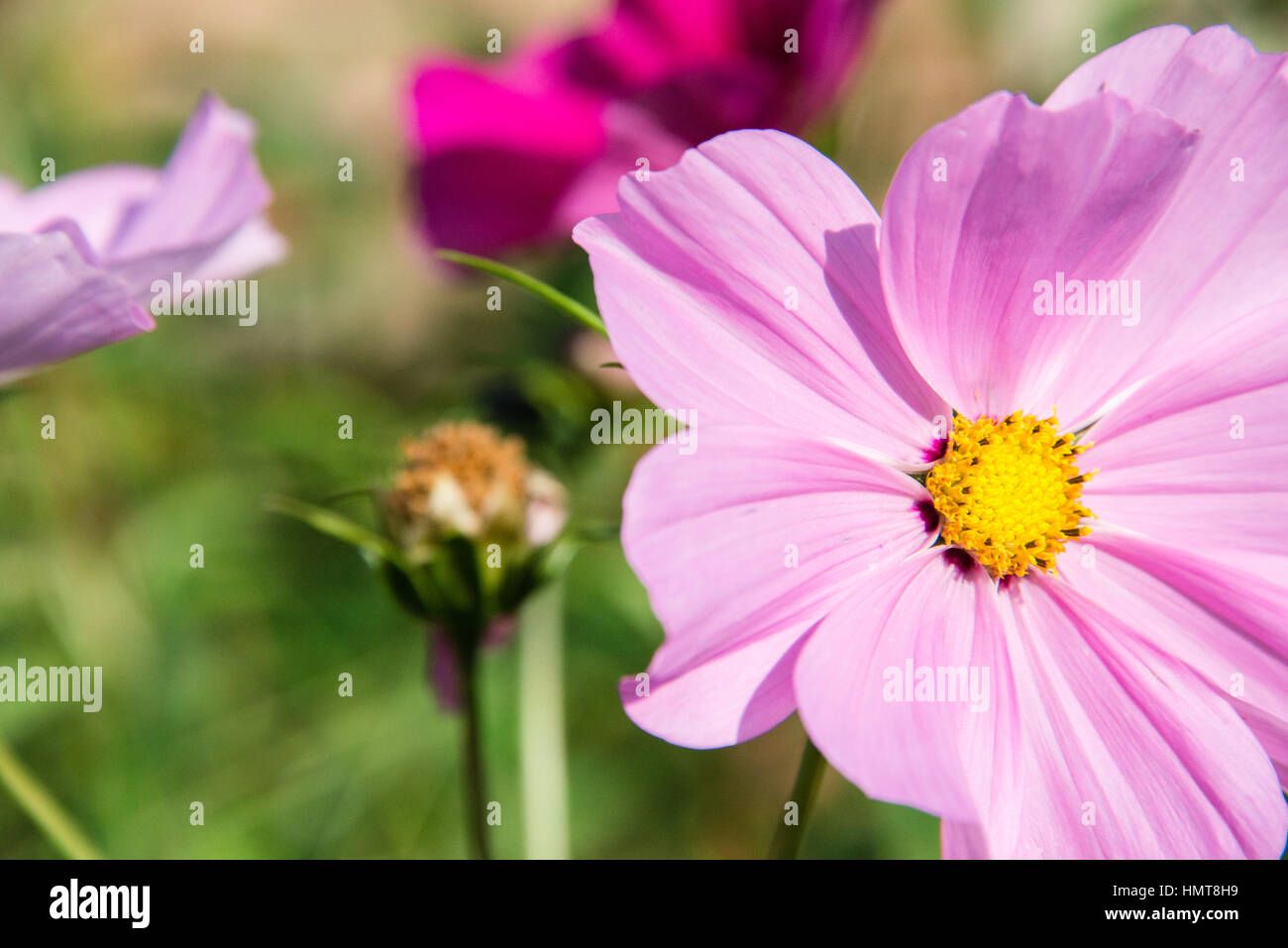 Variety of pink Cosmos in a garden Stock Photo - Alamy