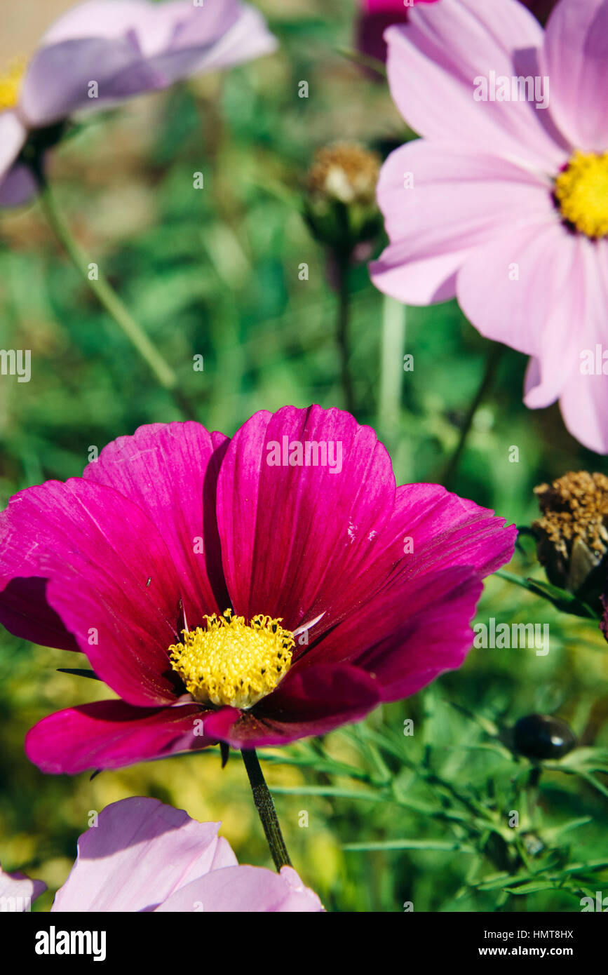 Cosmo bouquet hi-res stock photography and images - Alamy