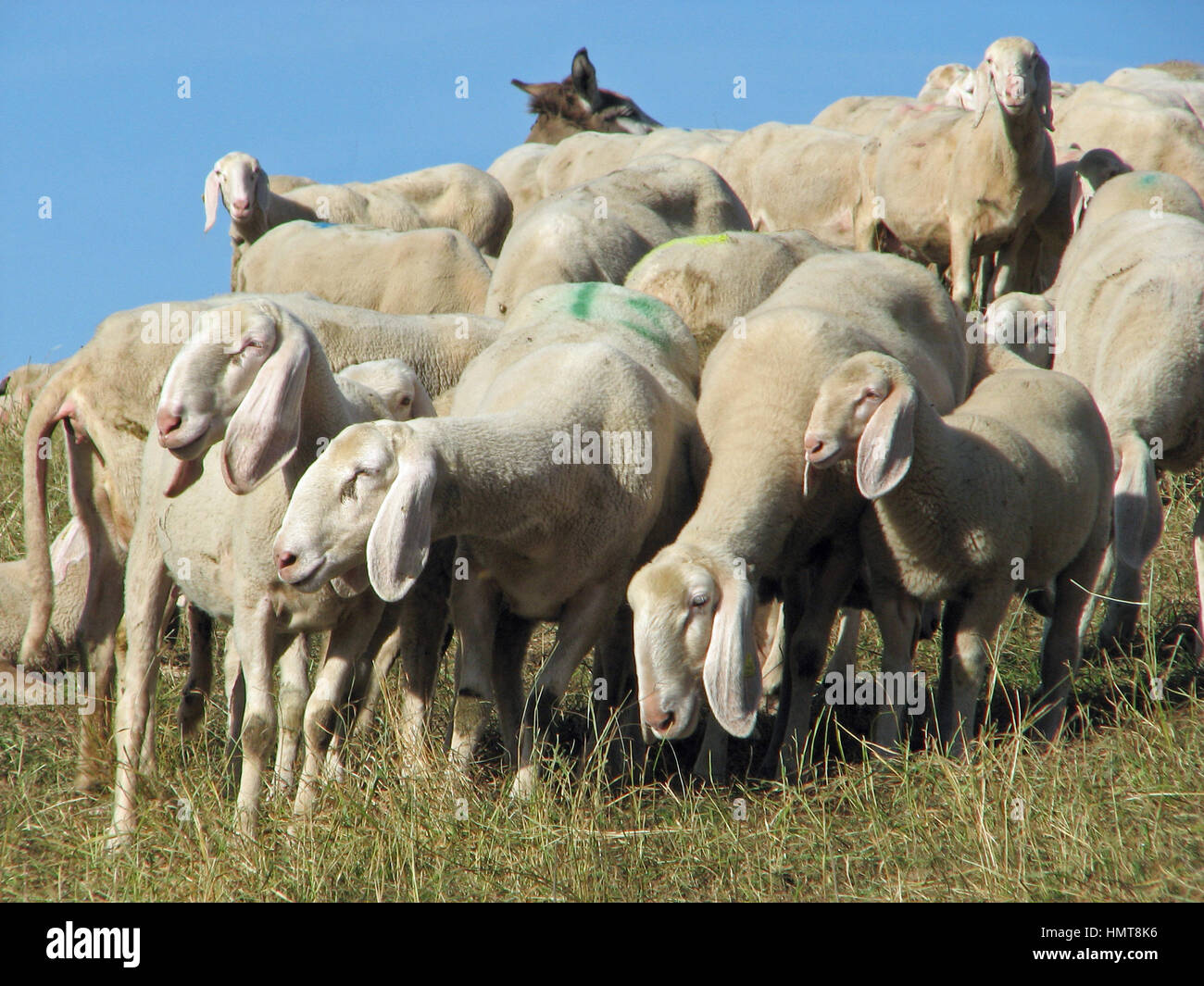 many sheep with long white fleece grazing on mountain meadows Stock ...