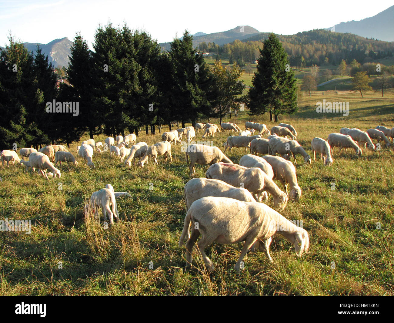 Flocks of sheeps hi-res stock photography and images - Alamy