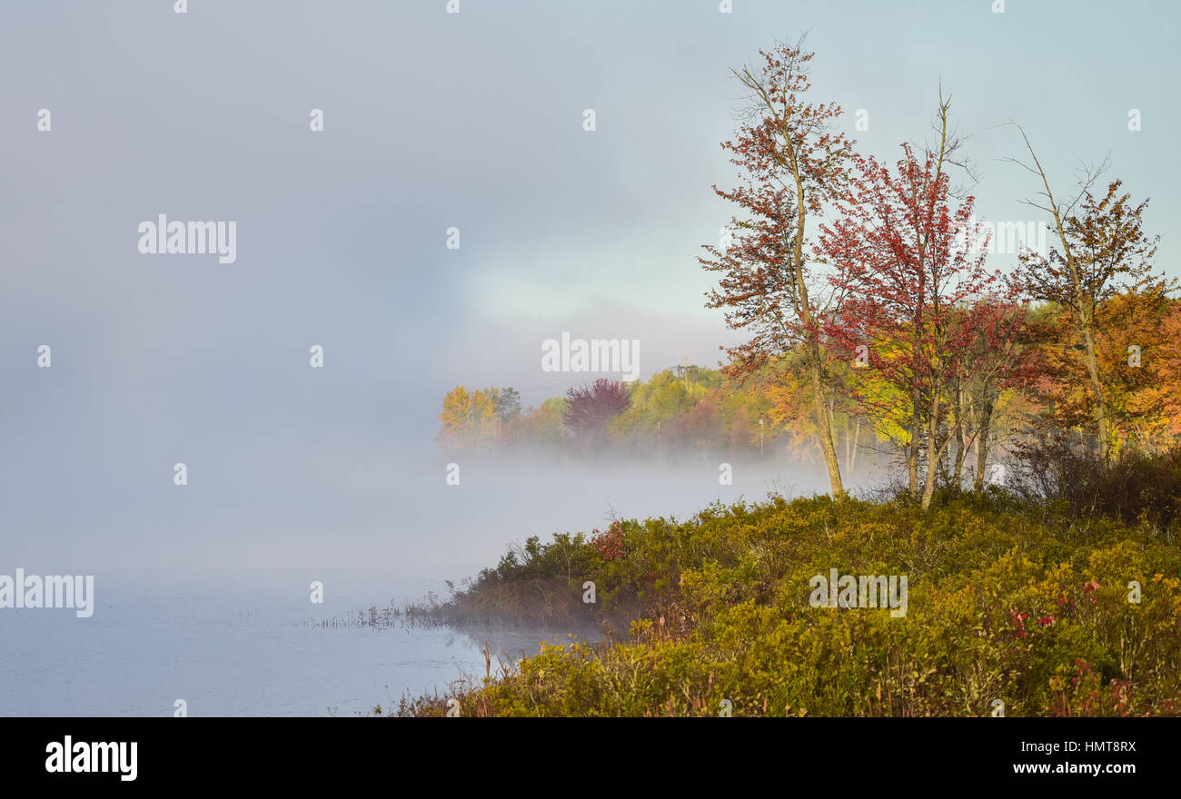 Misty enshrouded forest hi-res stock photography and images - Alamy