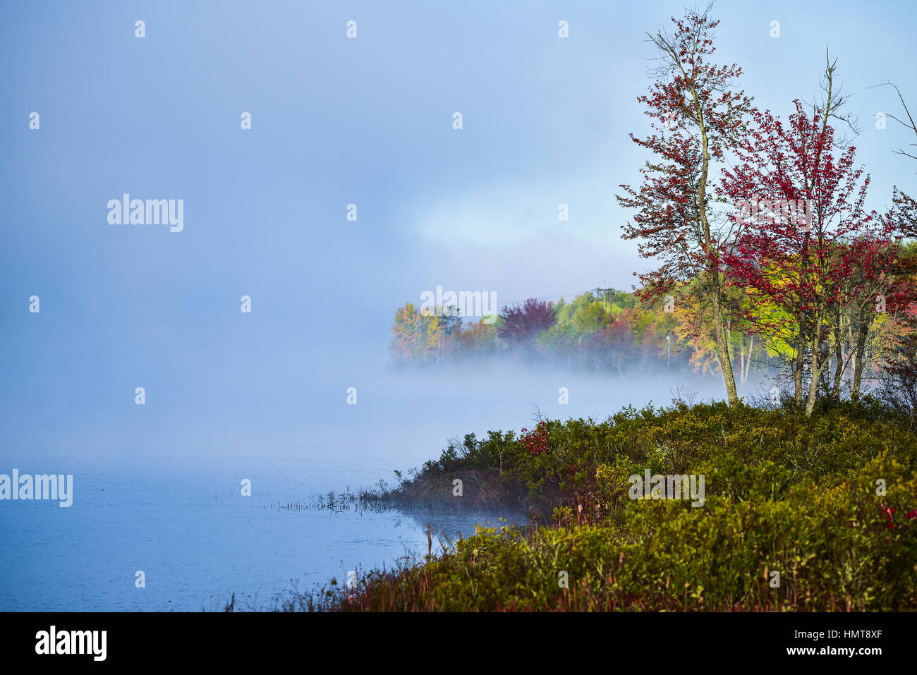 Misty enshrouded forest hi-res stock photography and images - Alamy