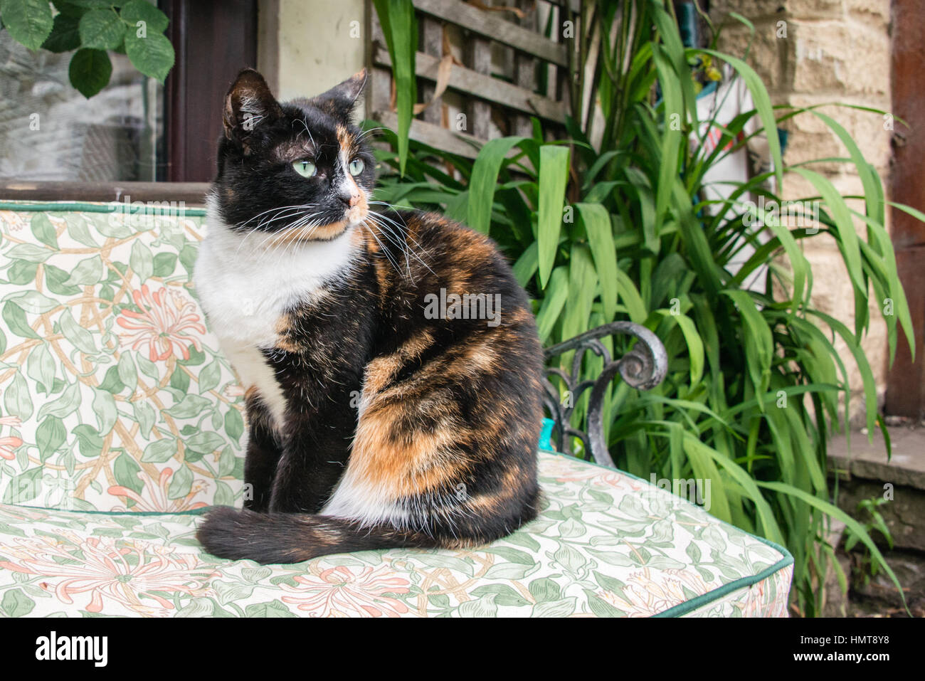Closeup of the face of a female tortoiseshell cat Stock Photo - Alamy