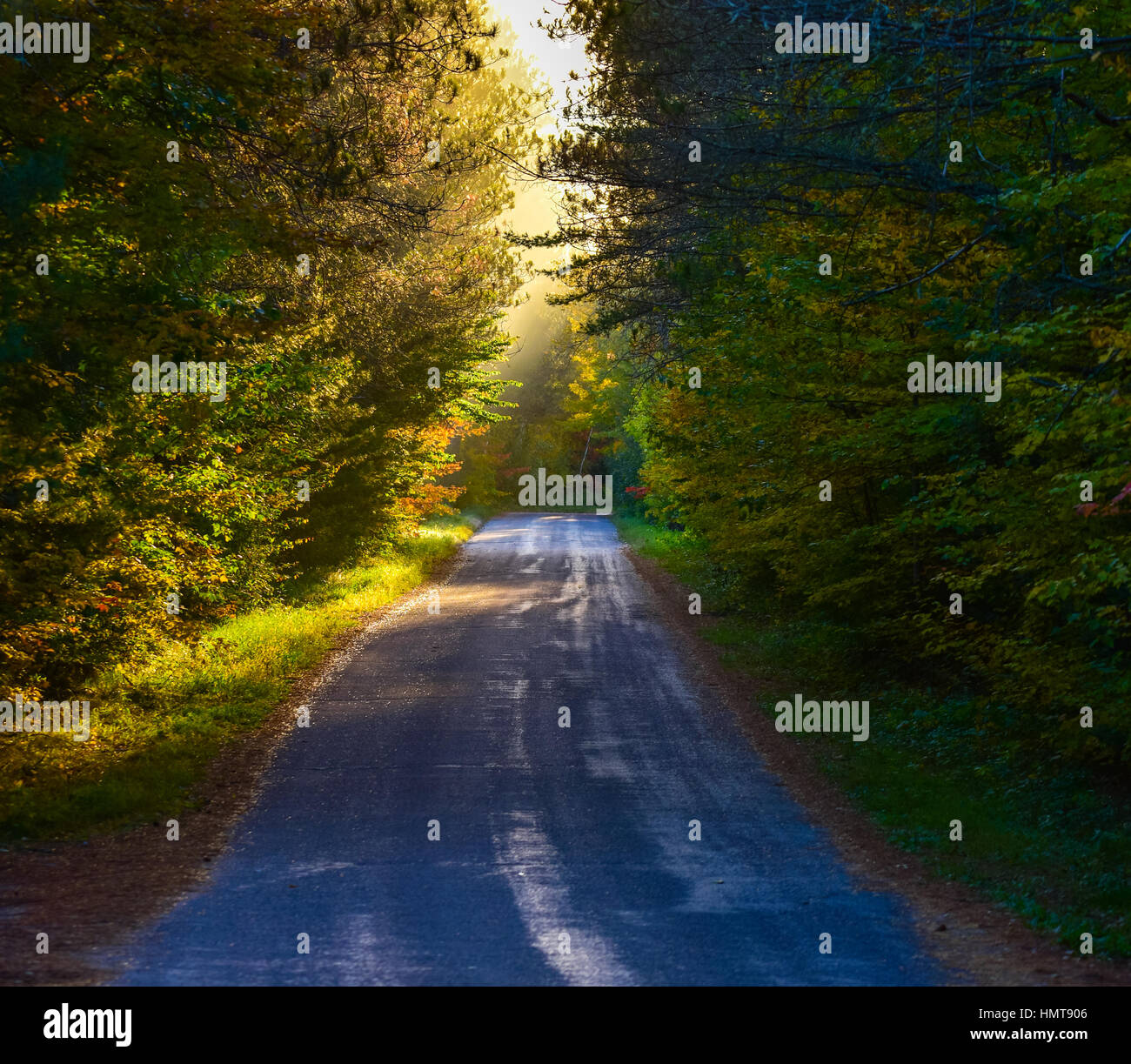 Bright sun shines softly on a forest over shady wooded road. Single ...