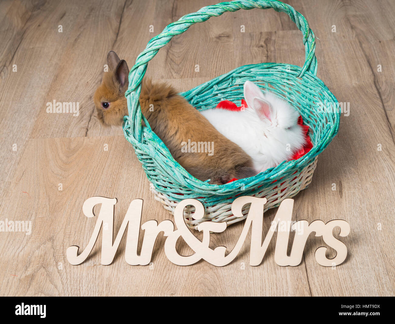 Mr and mrs bunny rabbit hi-res stock photography and images - Alamy