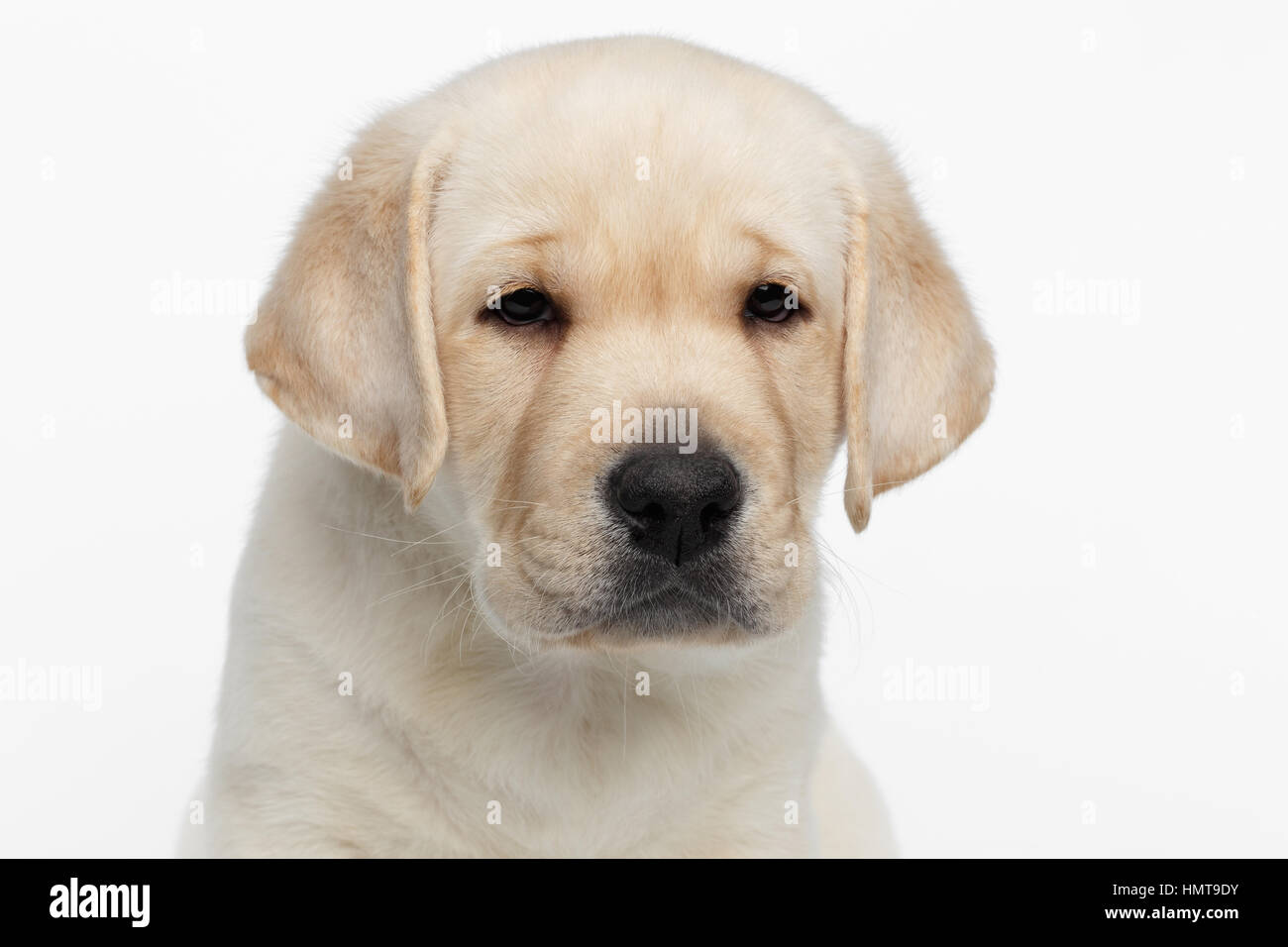 Labrador puppy on white background Stock Photo - Alamy