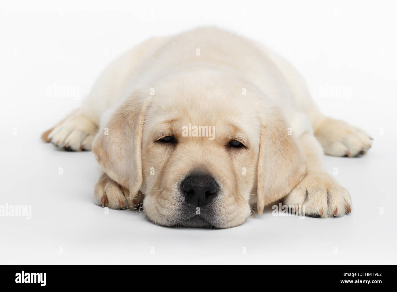 Labrador puppy on white background Stock Photo - Alamy