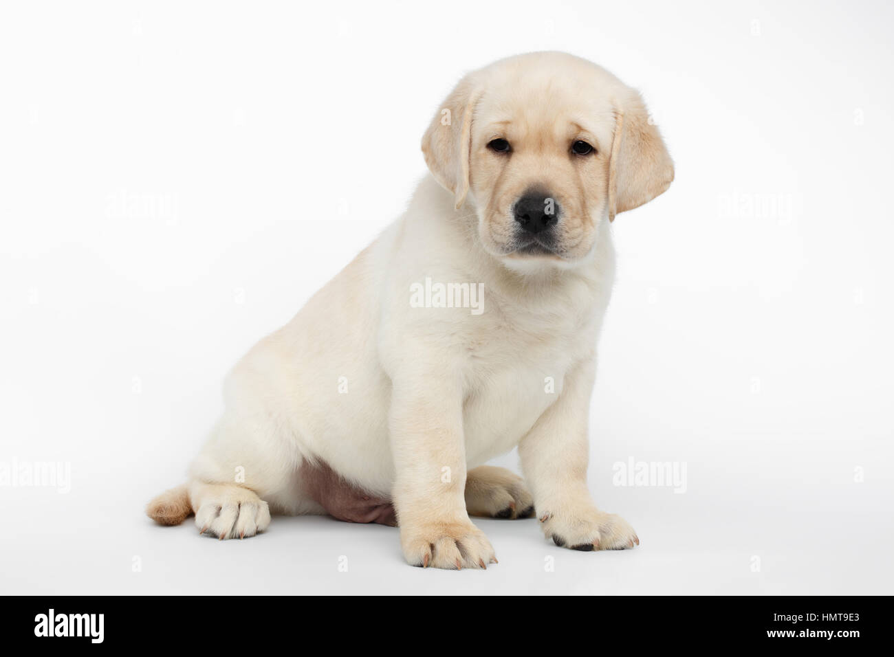 Labrador puppy on white background Stock Photo - Alamy