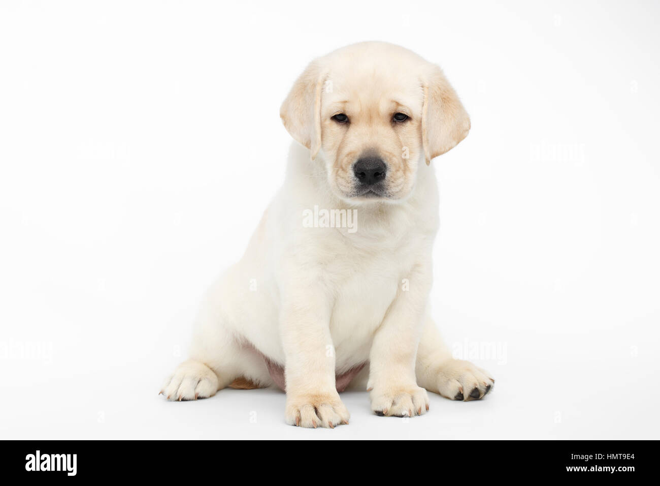 Labrador puppy on white background Stock Photo - Alamy