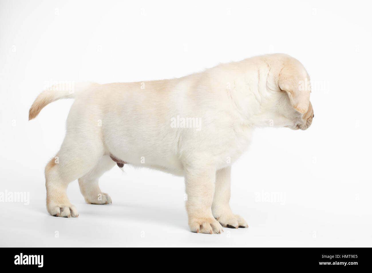 Labrador puppy on white background Stock Photo - Alamy