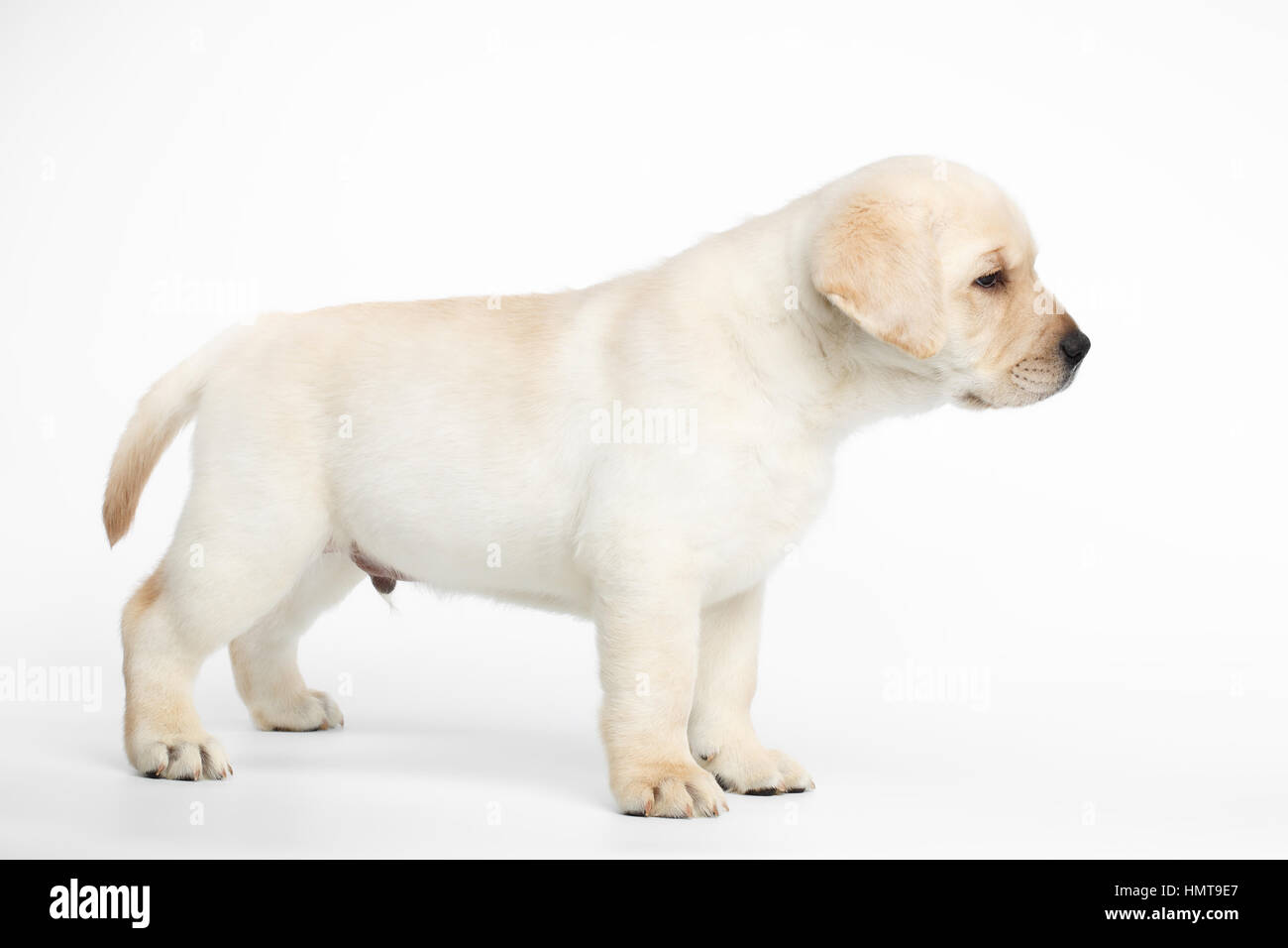 Labrador puppy on white background Stock Photo - Alamy