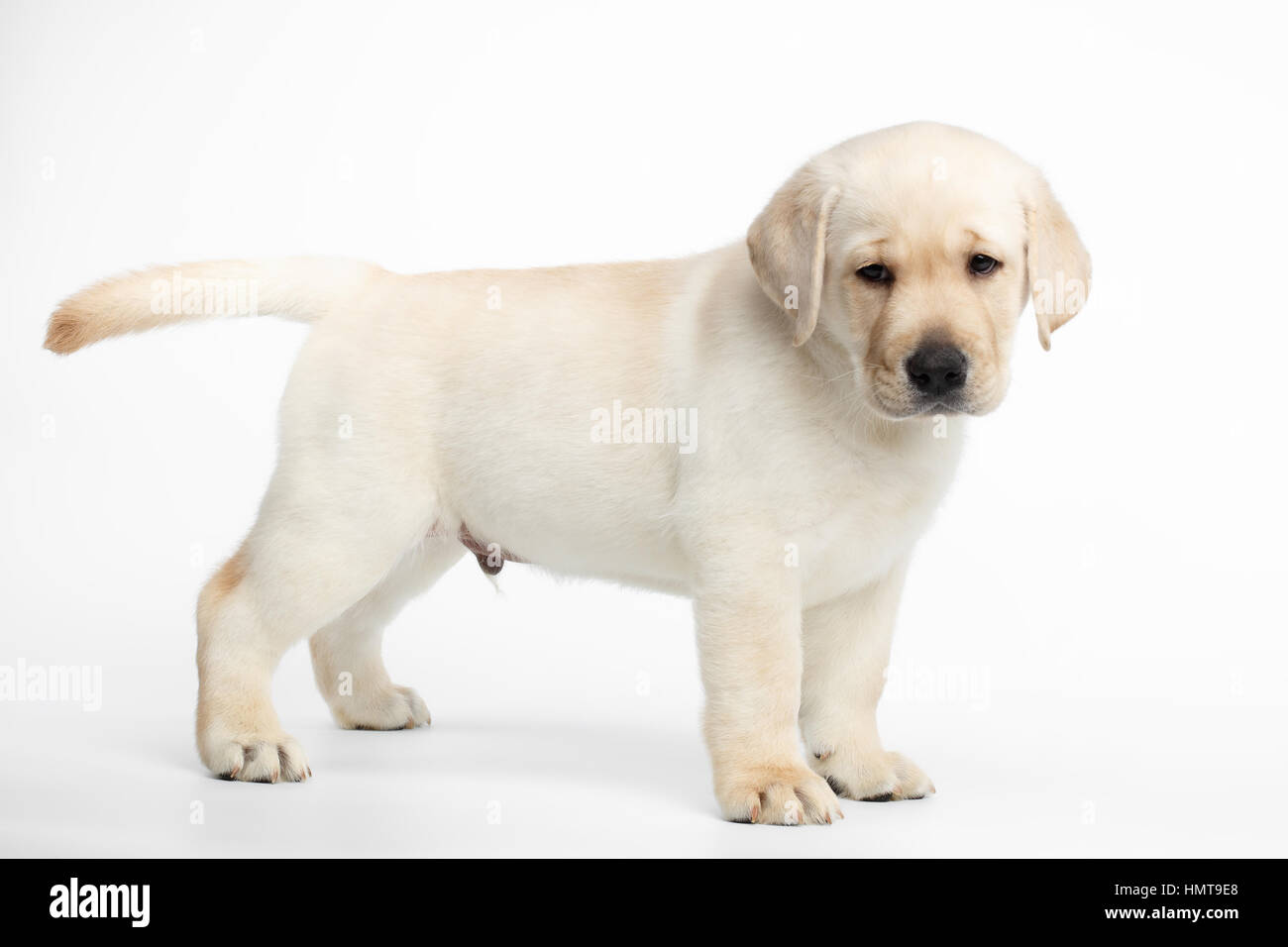 Labrador puppy on white background Stock Photo - Alamy