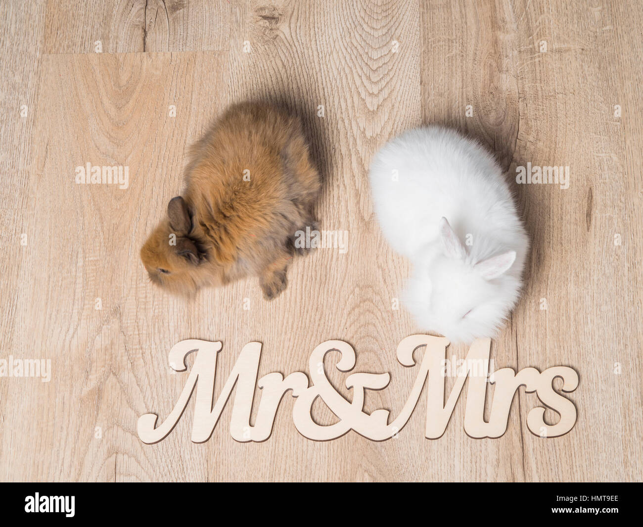 Cute rabbits hi-res stock photography and images - Alamy