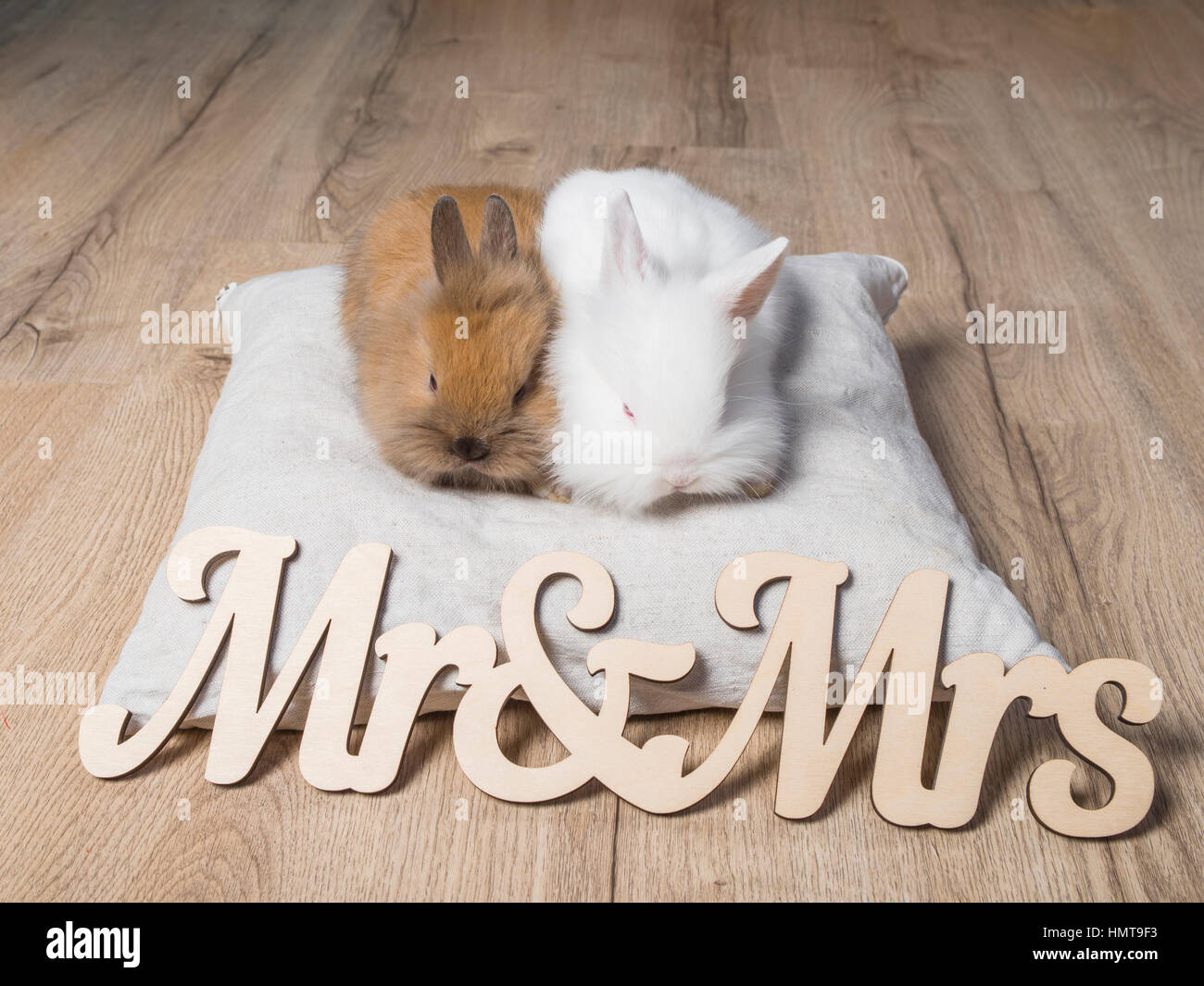 Mr and mrs bunny rabbit hi-res stock photography and images - Alamy