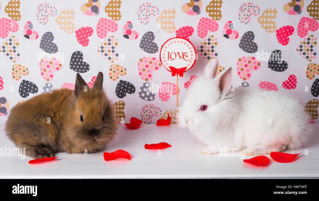 Two rabbits on the background of hearts Stock Photo - Alamy