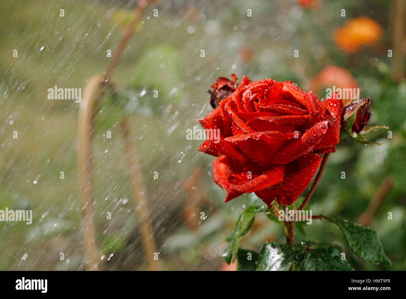 rose under summer rain growing in a garden, shallow dof Stock Photo - Alamy