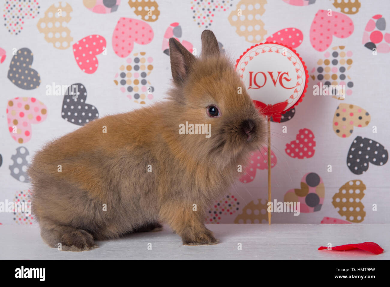 Cute easter couple rabbit heart hi-res stock photography and images - Alamy