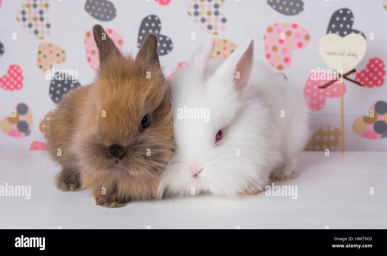 Two rabbits on the background of hearts Stock Photo - Alamy