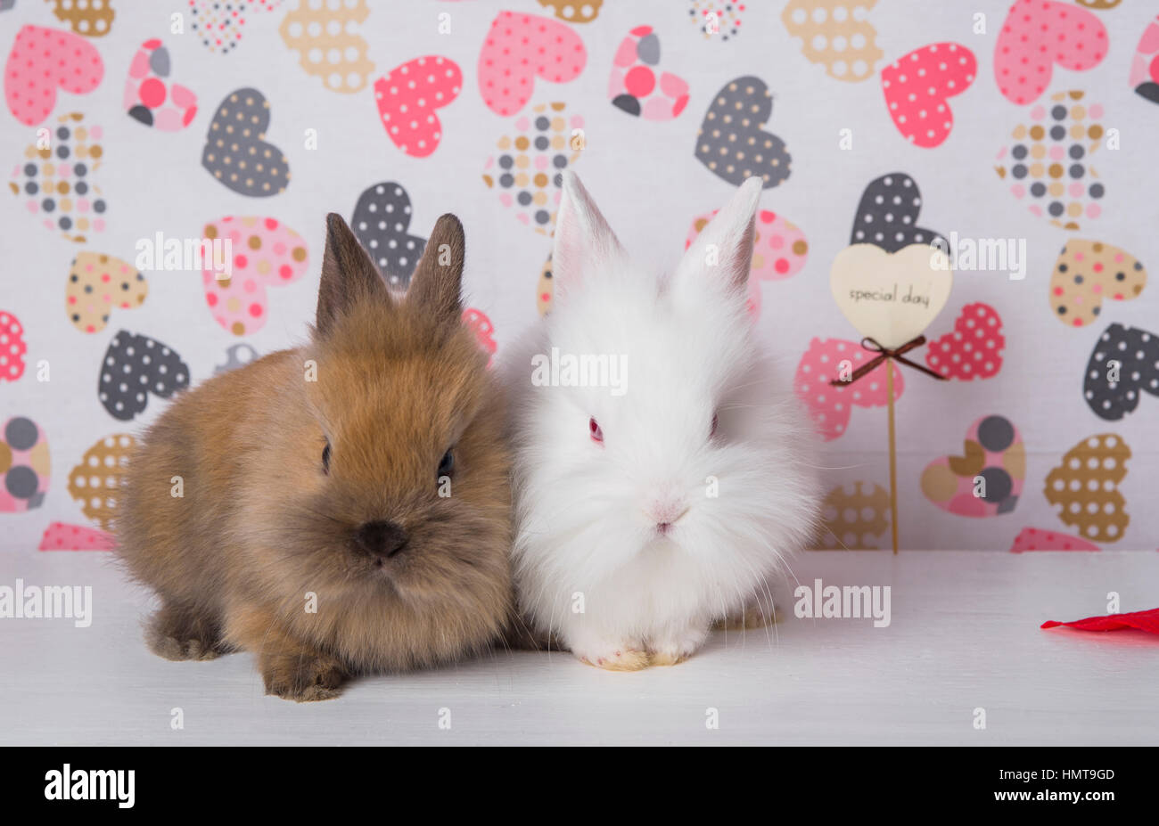 White brown rabbits hi-res stock photography and images - Alamy