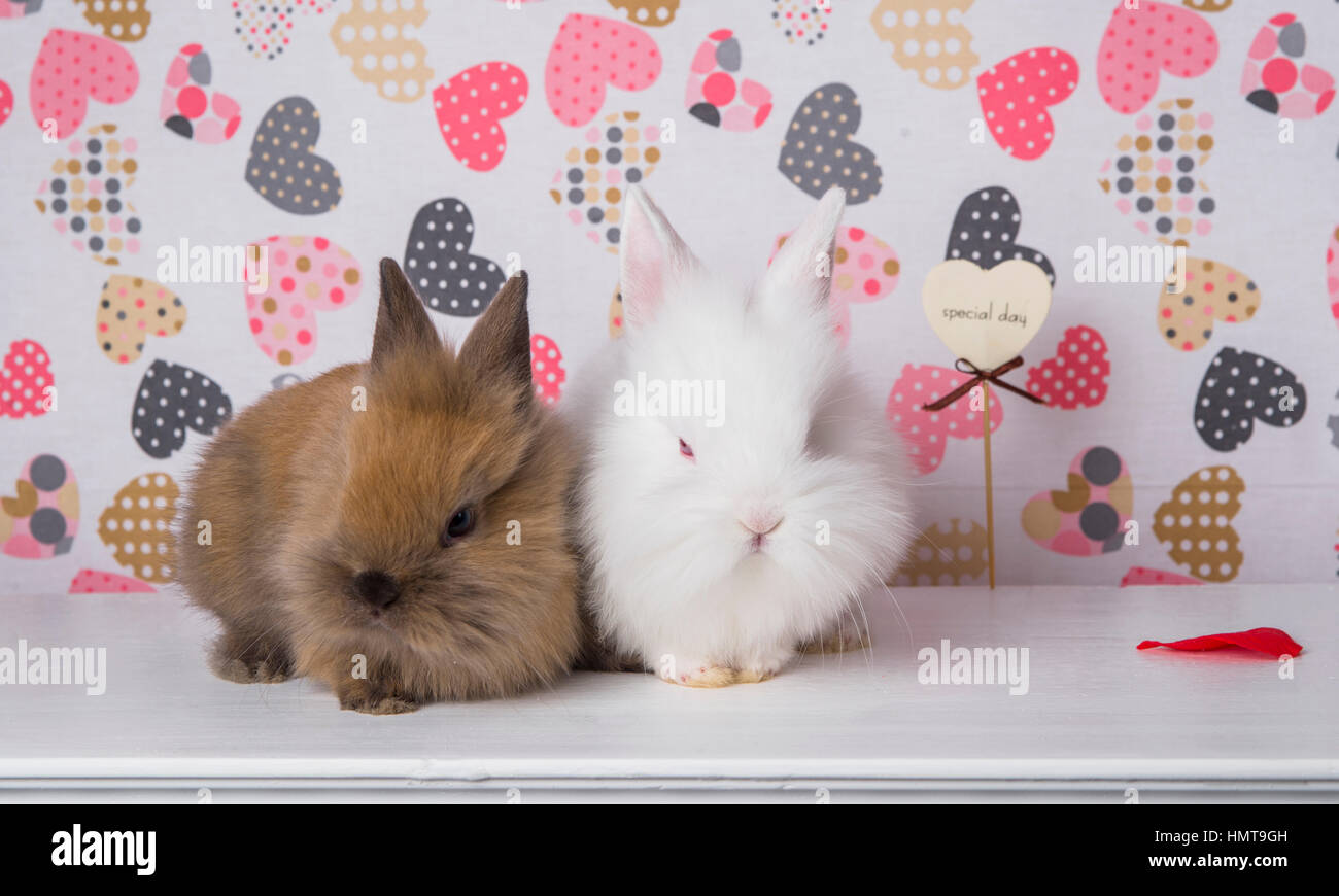 Two cute rabbits isolated on hi-res stock photography and images - Alamy