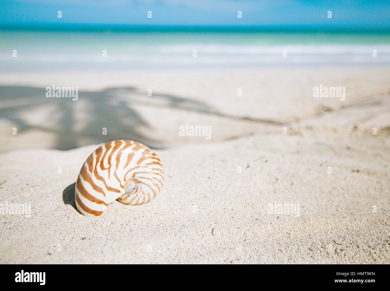 nautilus shell on golden beach sand and seascape background Stock Photo ...