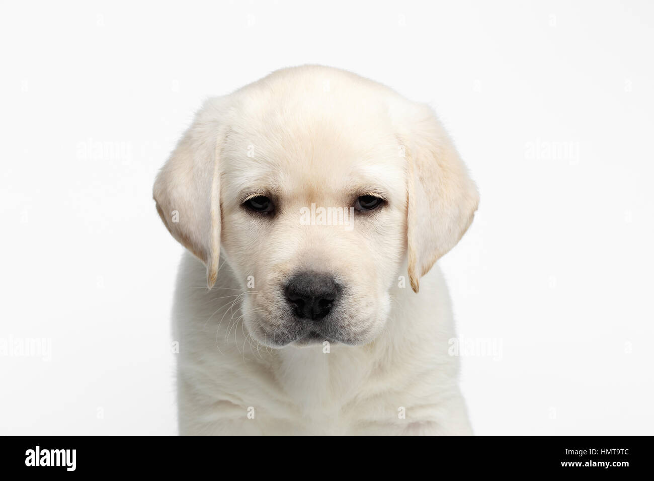 Labrador puppy on white background Stock Photo - Alamy