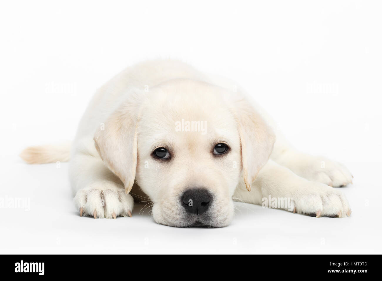 Labrador puppy on white background Stock Photo - Alamy