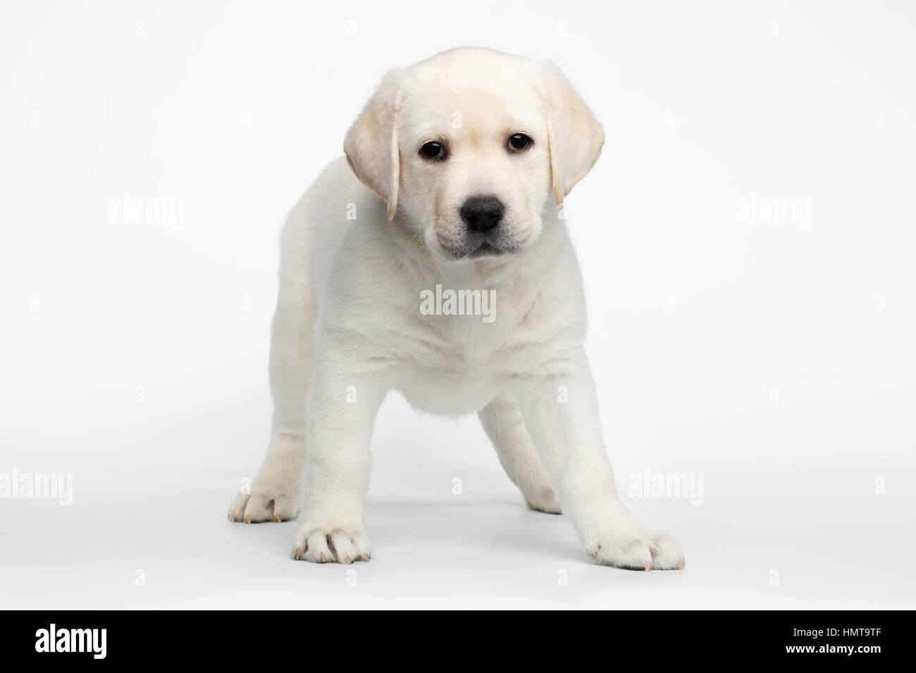 Labrador puppy on white background Stock Photo - Alamy