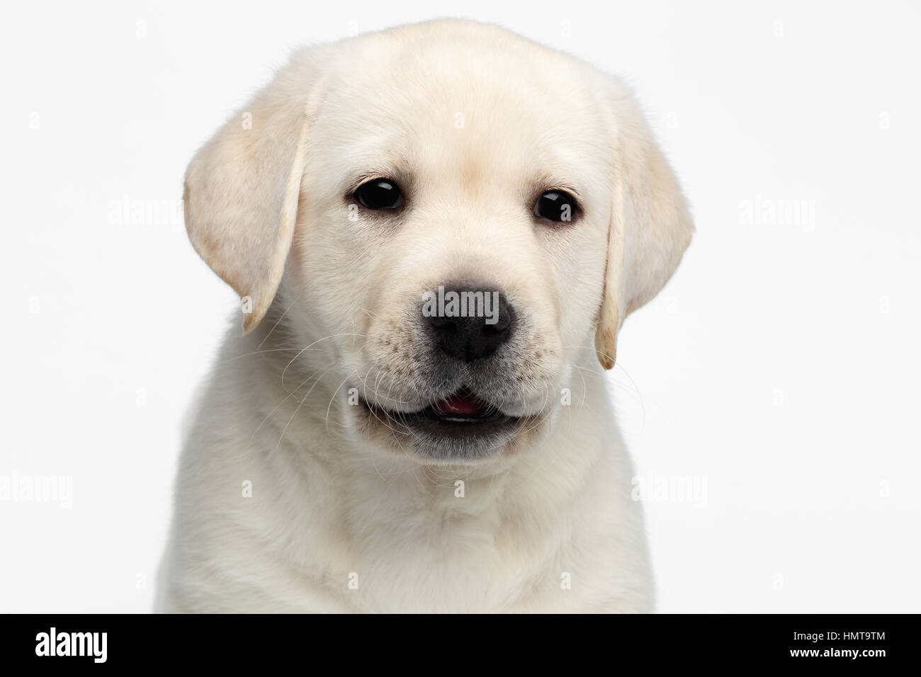 Labrador puppy on white background Stock Photo - Alamy