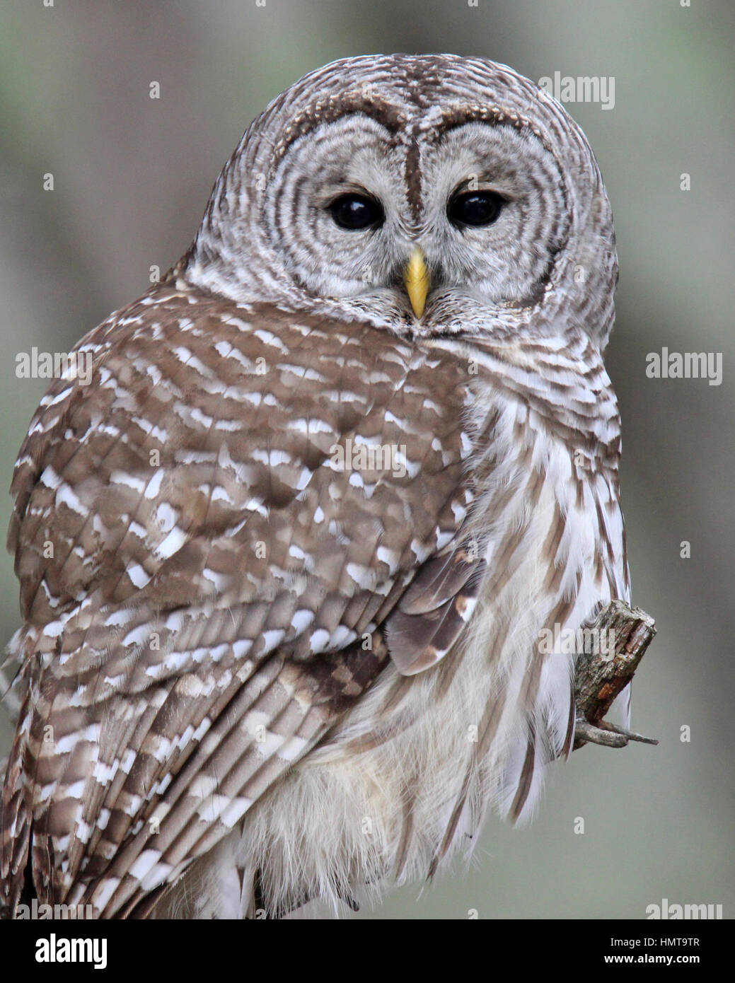Barred owl in daylight in hi-res stock photography and images - Alamy