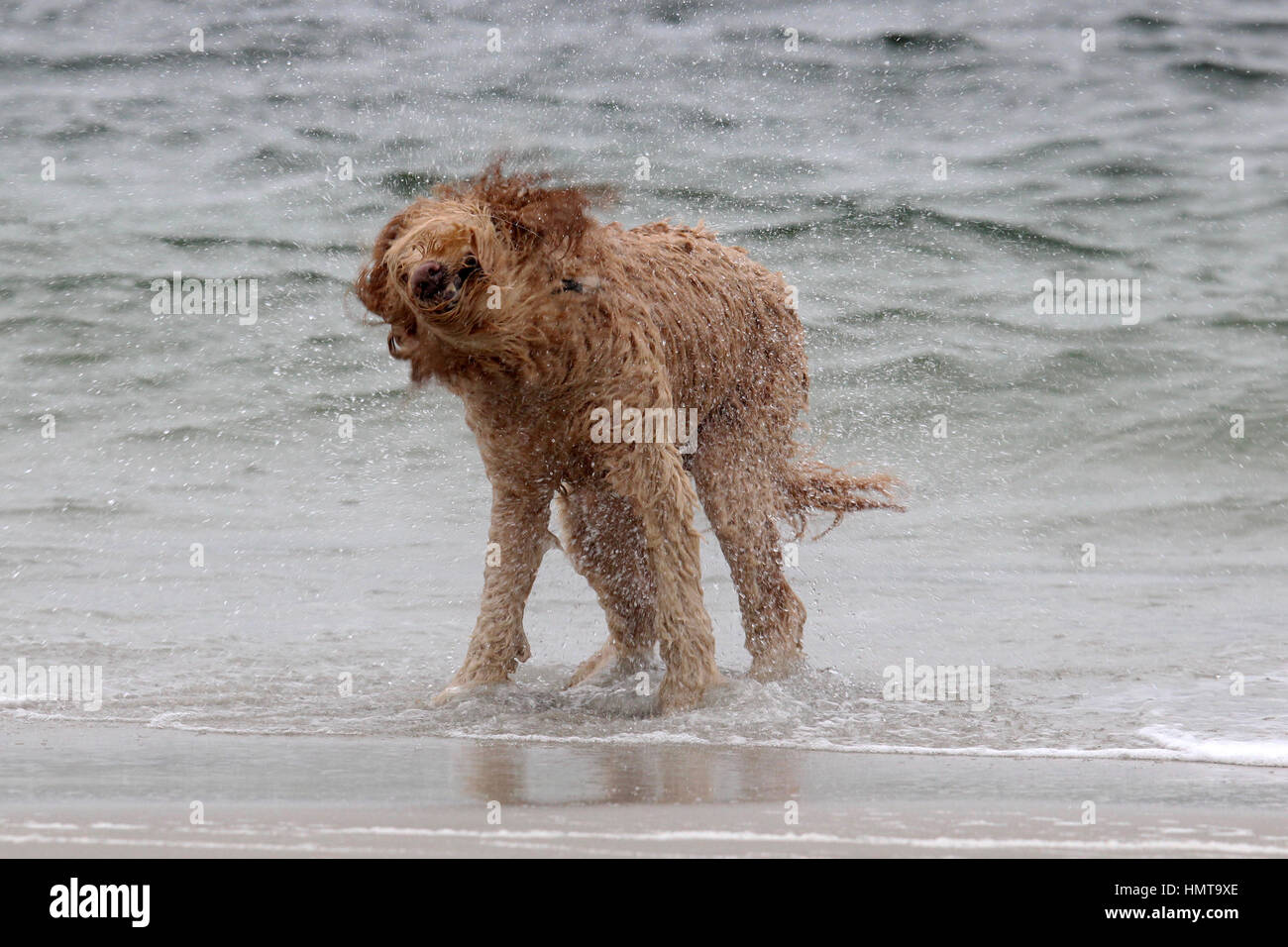 Doodle Dog Stock Photos & Doodle Dog Stock Images - Alamy