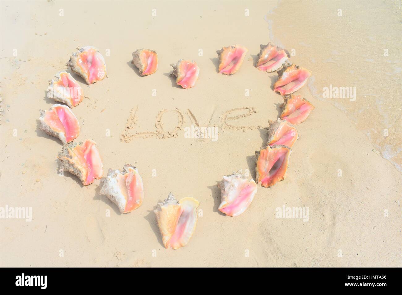 True conch hi-res stock photography and images - Alamy