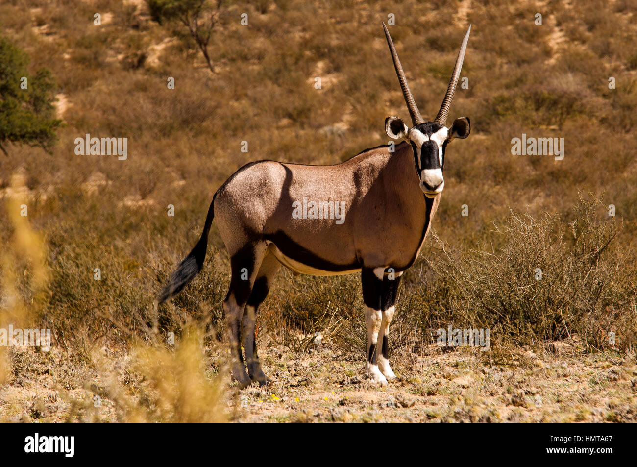 Gemsbok at Kgalagadi Transfontier Park, South Africa Stock Photo - Alamy