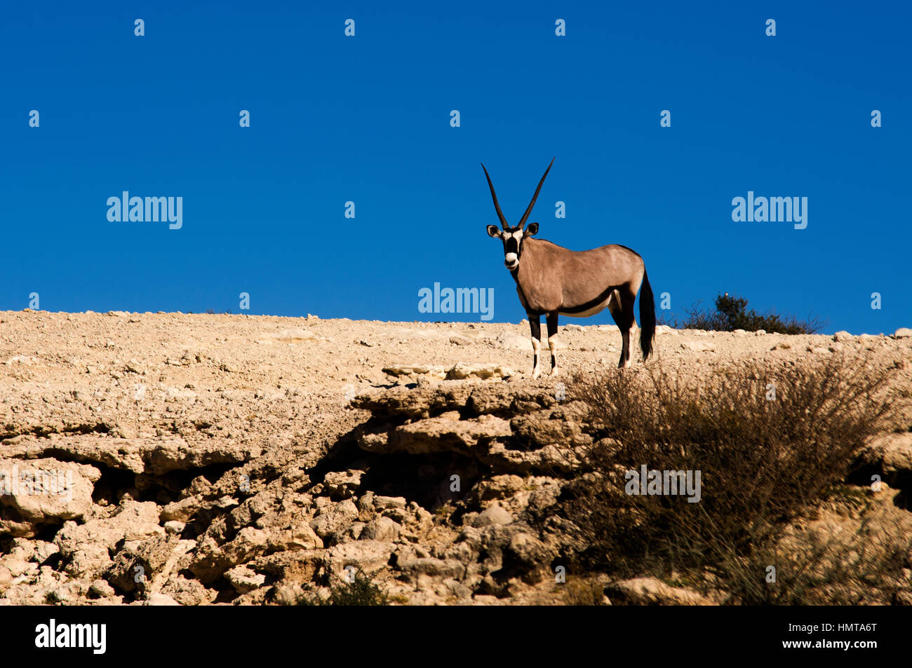 Gemsbok at Kgalagadi Transfontier Park, South Africa Stock Photo - Alamy