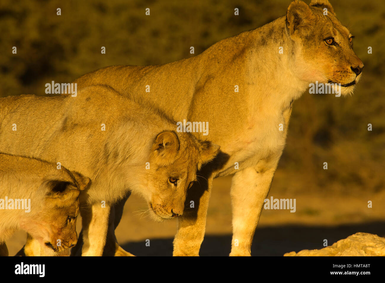 Cubitje quap waterhole hi-res stock photography and images - Alamy