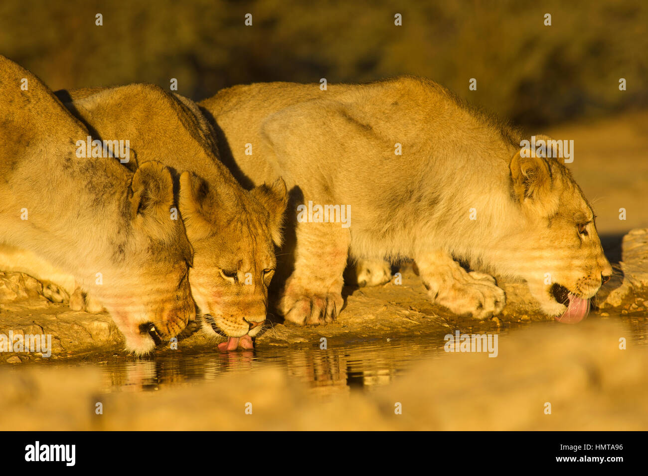 Cubitje quap waterhole hi-res stock photography and images - Alamy
