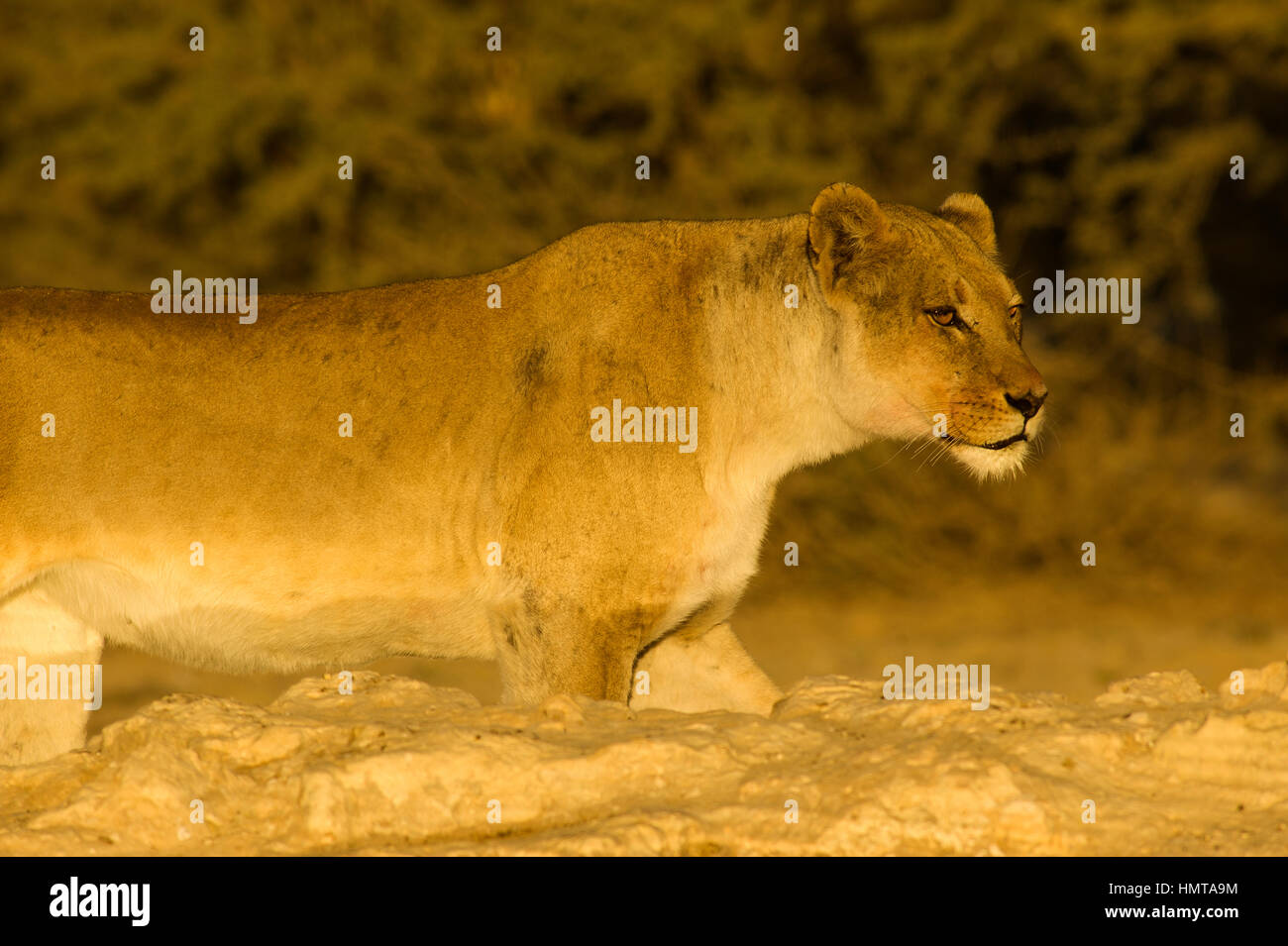 Cubitje quap waterhole hi-res stock photography and images - Alamy
