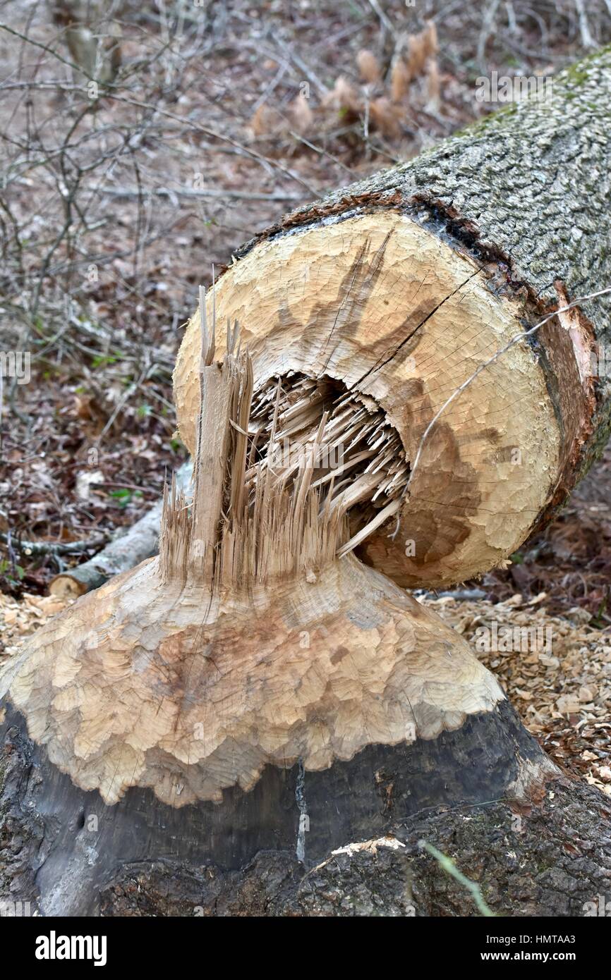 Large tree chopped down by beaver Stock Photo - Alamy